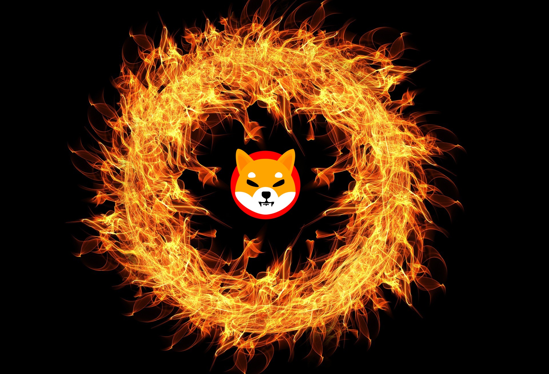 Here's how much Shiba Inu was burnt in the last 30-days