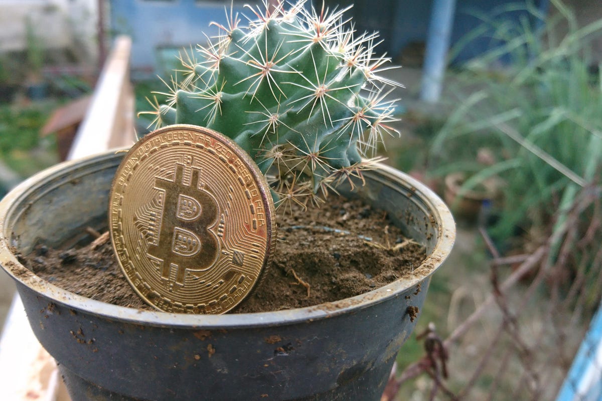Bitcoin at $20,000 is Full of Roses: Where are the Thorns?