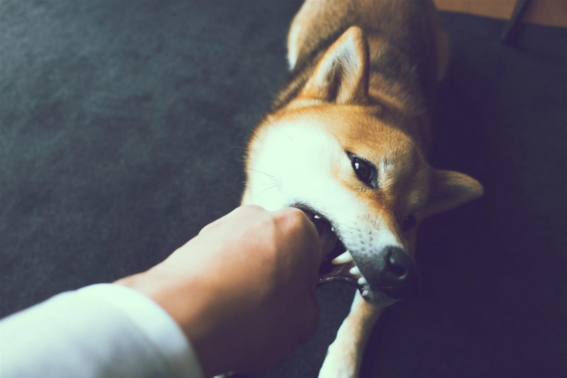 Shiba Inu: SHIB Bites